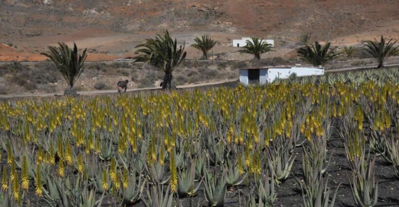 Gran Canaria Tour: Past and Present - An Authentic Journey Through Gran Canarias Past and Present