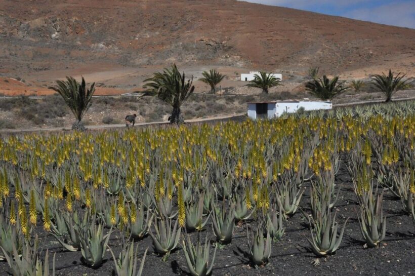 Gran Canaria Tour: Past and Present - The Pros and Cons
