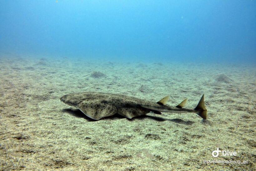 Gran Canaria: Try Scuba Diving for Beginners - The Experience Through Travelers’ Eyes