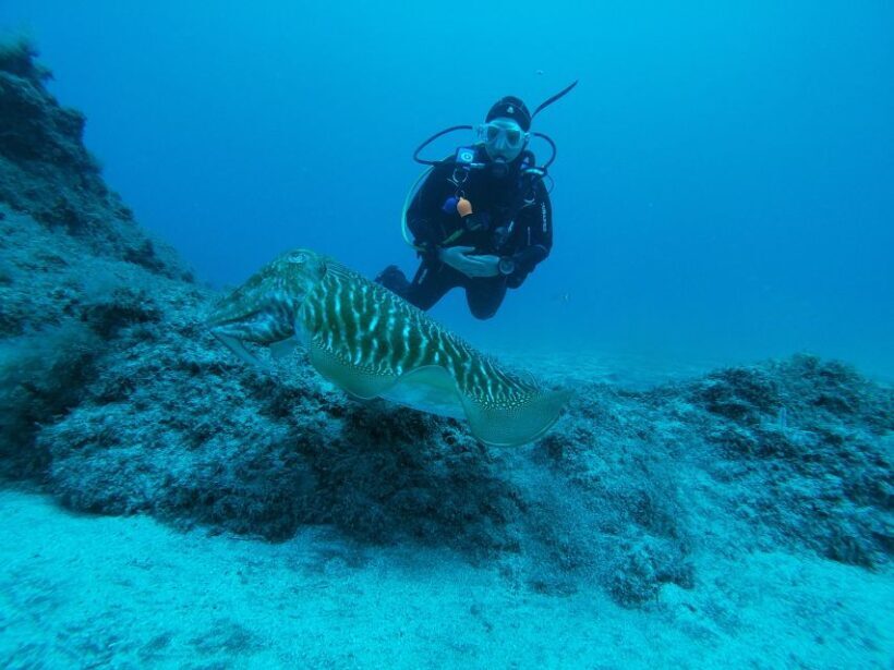 Gran Canaria: Try Scuba Diving for Beginners - The Sum Up: Is It Worth It?