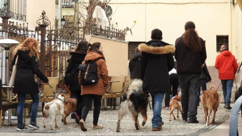 Granada: Guided Realejo Tour with Pets - Who Will Love This Tour?