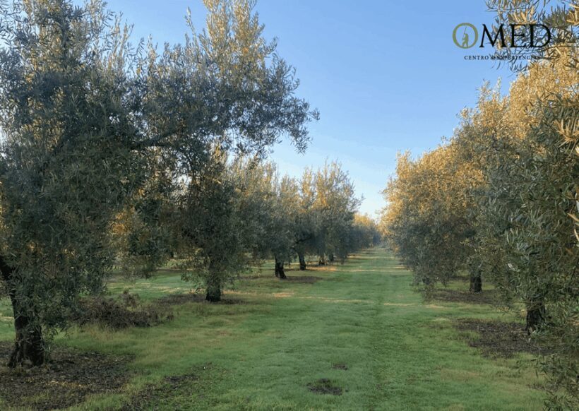 Granada in EVOO: Become a real olive harvester for a day - A detailed look at the experience