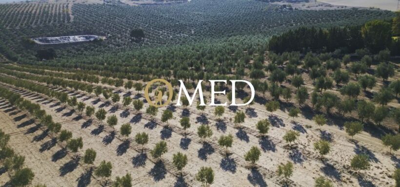 Granada in EVOO: Become a real olive harvester for a day - Authenticity and customer feedback