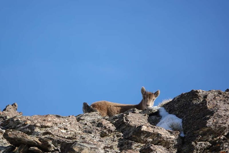 Granada: Sierra Nevada Safari Tour to 2500 m with a Drink - Frequently Asked Questions
