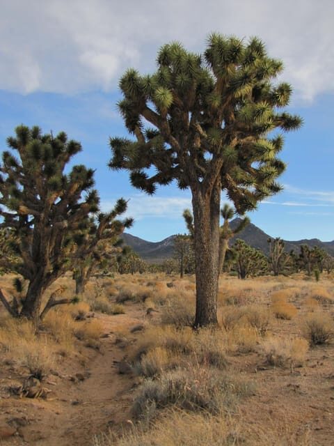 Grand Canyon Hoover Dam and Joshua Tree VIP Small Group Tour - Who Should Consider This Tour?