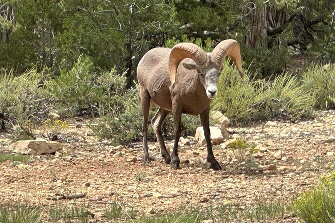 Grand Canyon Luxury Car Tour Experience - FAQ (Frequently Asked Questions)