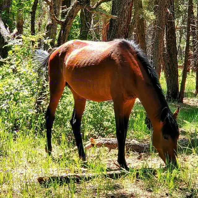 Grand Canyon South Rim Sunset Tour with Dinner included - Final Thoughts