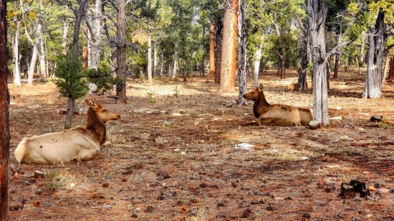 Grand Canyon South Rim Tour with Lunch included - Frequently Asked Questions