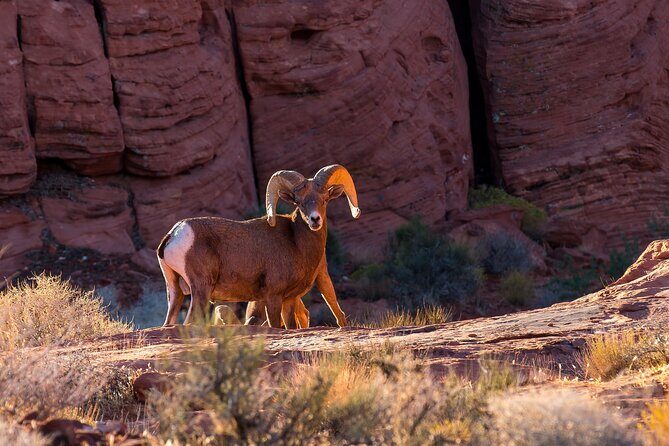 Grand Canyon West, Hoover Dam and Seven Magic Mountains & LV Sign - Frequently Asked Questions