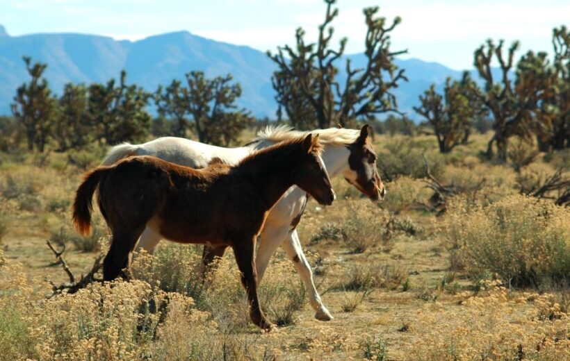 Grand Canyon West & Hoover Dam Combo Tour - Exploring the Grand Canyon West Rim