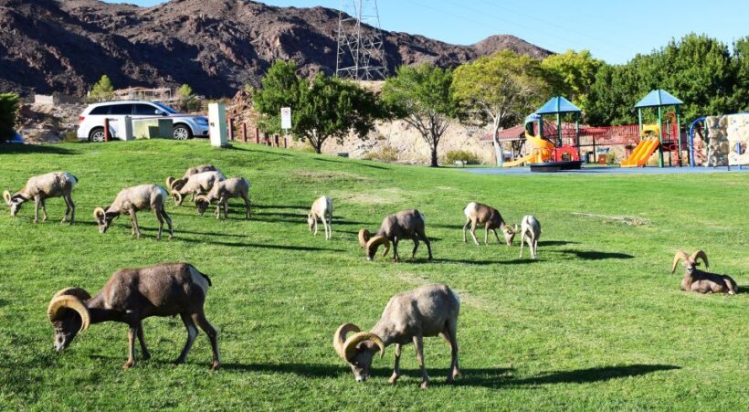 Grand Canyon West & Hoover Dam Combo Tour - Practical Tips for Your Day Out
