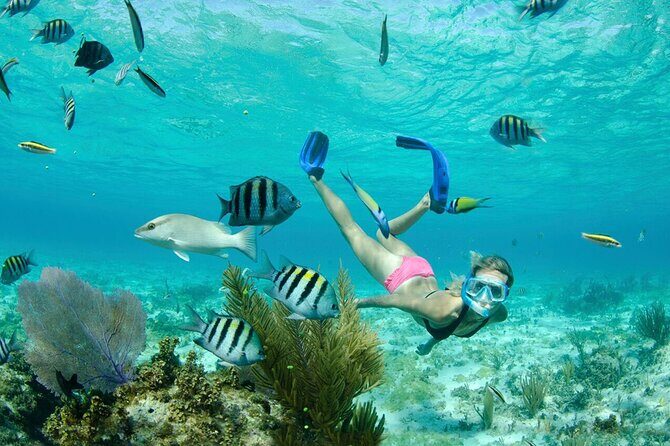 Grand Cayman 3-Stop Snorkel Adventure: Stingray City & Reefs Tour - What to Expect from the Tour