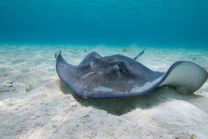 Grand Cayman 3-Stop Snorkel Adventure: Stingray City & Reefs Tour - Who Should Book This Tour?
