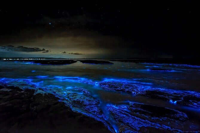 Grand Cayman Bioluminescence Experience - The Itinerary in Detail