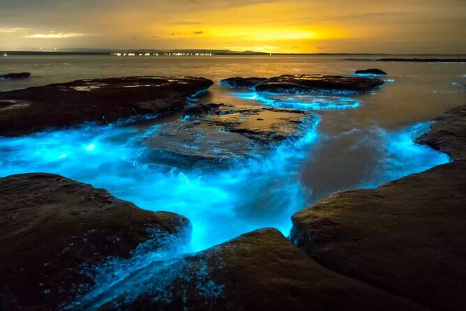 Grand Cayman Bioluminescent Bay Adventure - Key Points