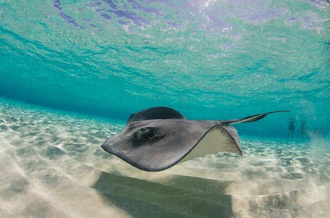 Grand Cayman Stingray City and Reef Snorkeling Combo Tour - FAQ