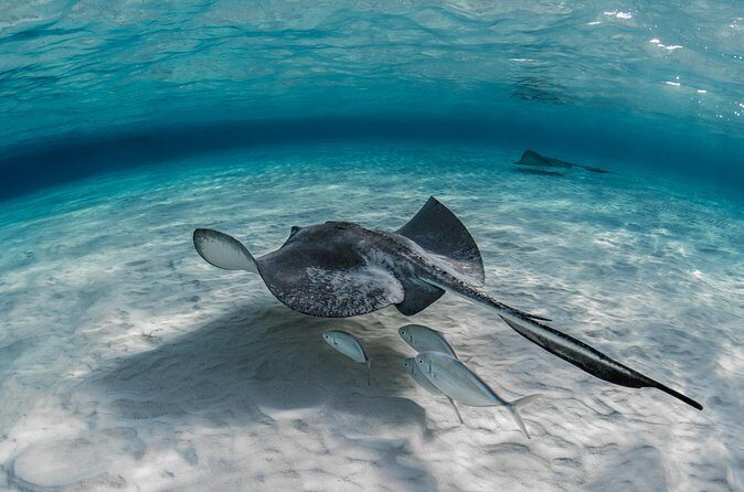 Grand Cayman Stingray City Sandbar Adventure - The Sum Up