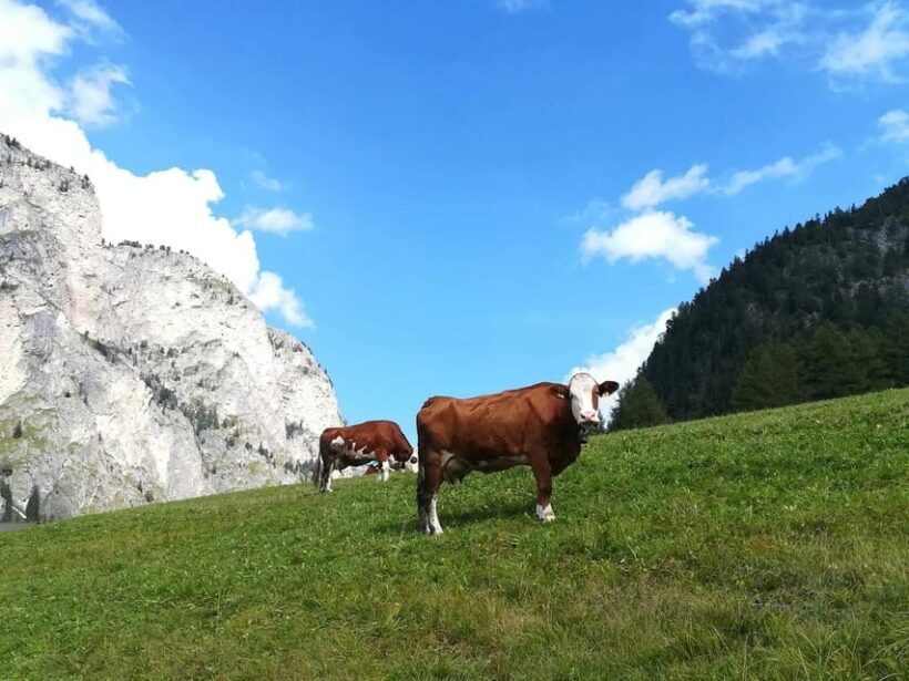 Grand Dolomites Tour to Fiemme & Fassa Valleys & Pordoi Pass - Exploring the Heart of the Dolomites