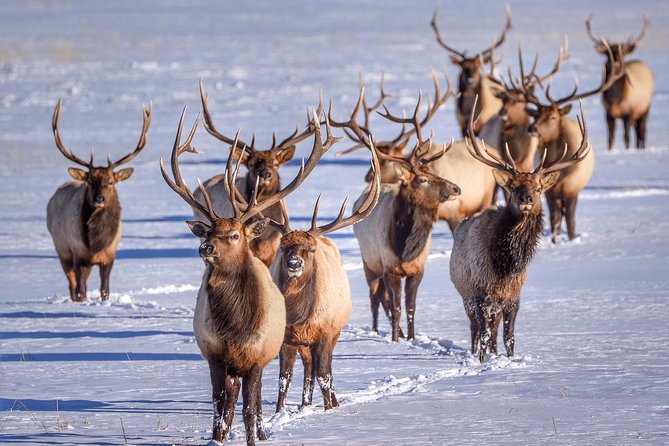 Grand Teton and National Elk Refuge Winter Wonderland Full Day Adventure - FAQs about the Grand Teton and Elk Refuge Winter Tour