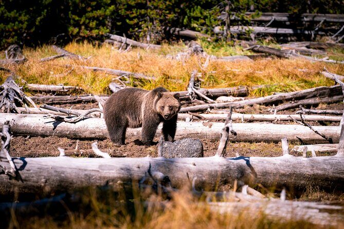 Grand Teton and Yellowstone Self-Guided Driving Tours Bundle - Final Word