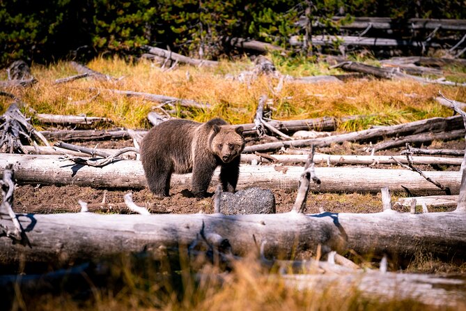 Grand Teton and Yellowstone Self-Guided Driving Tours Bundle - What Travelers Say: Authentic Feedback