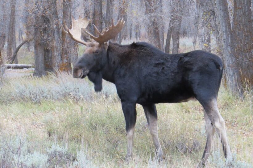 Grand Teton National Park: Full-Day Tour with Boat Ride - Final Thoughts