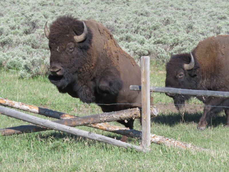 Grand Teton National Park: Full-Day Tour with Boat Ride - FAQ