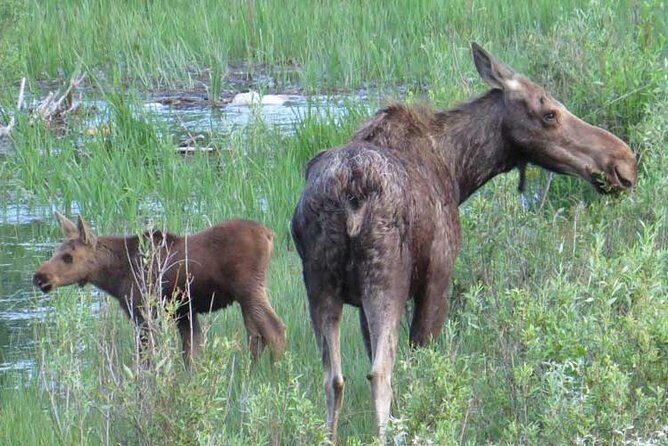 Grand Teton National Park - PRIVATE Full-Day Tour from Jackson Hole - The Experience of Guides: Experts Who Make the Difference
