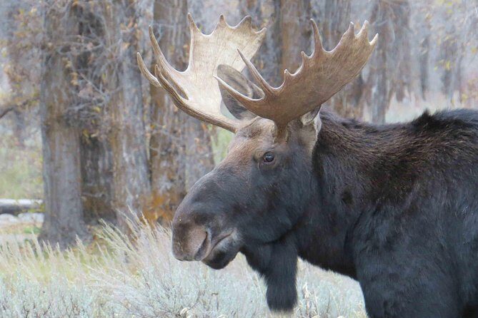 Grand Teton National Park - PRIVATE Full-Day Tour from Jackson Hole - Value for Money: Is It Worth It?