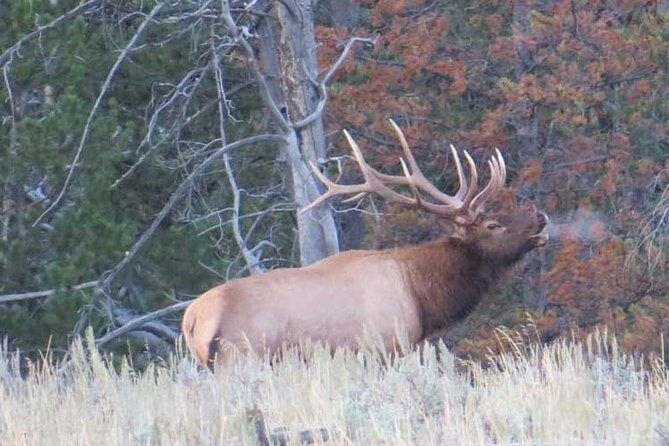 Grand Teton National Park - PRIVATE Full-Day Tour from Jackson Hole - FAQ