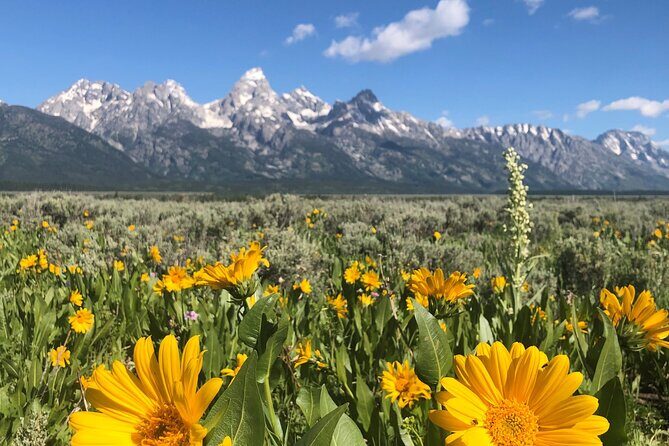 Grand Teton National Park Private Wildlife Safari - Dawn/Dusk - The Experience: A Balance of Value and Comfort