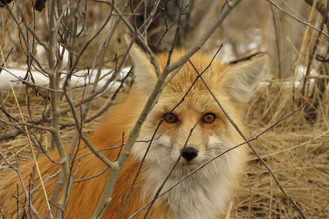 Grand Teton National Park - Sunset Guided Tour from Jackson Hole - The Final Word