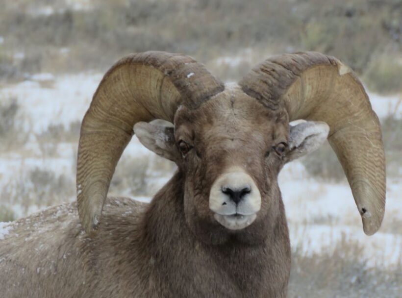 Grand Teton National Park: Wildlife Tour and Sleigh Ride - Key Points
