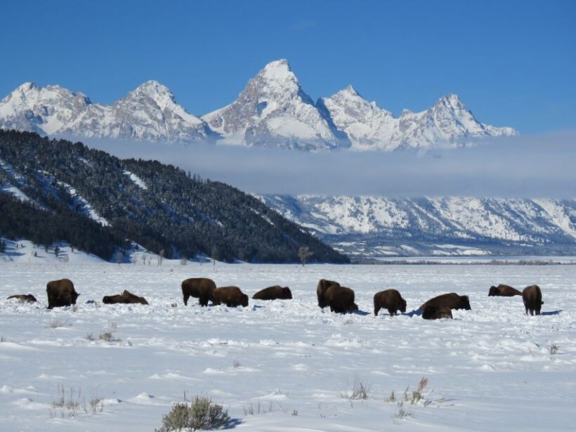 Grand Teton National Park: Wildlife Tour and Sleigh Ride - An In-Depth Look at the Grand Teton Wildlife Tour and Sleigh Ride