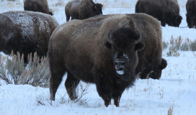 Grand Teton National Park: Wildlife Tour and Sleigh Ride - The Sum Up