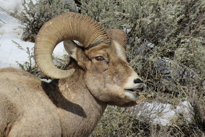 Grand Teton Park & Jackson Hole - PRIVATE Morning Wildlife Tour - In-Depth Review of the Wildlife Tour