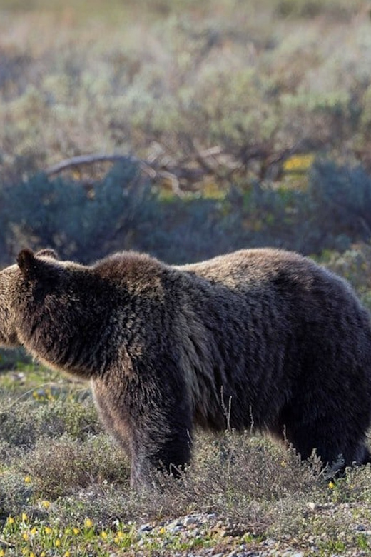 Grand Teton: Private Guided Tour (Sunset) - The Sum Up