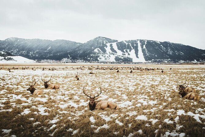 Grand Teton Private Winter Tour - Final Thoughts