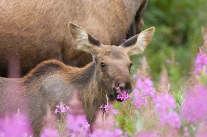 Grand Teton Wildlife Safari in a Enclosed or Open-Air Vehicle (season dependent) - Key Points