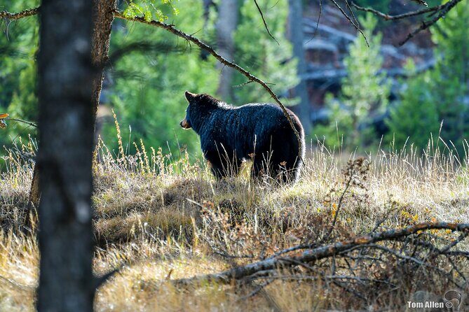Grand Teton, Yellowstone, Devils Tower and Mount Rushmore 7-day Tour - Day 6: From the Old West to Iconic Monuments