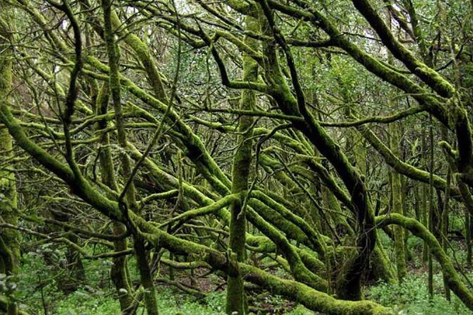 Grand Tour Tenerife - Full-Day Private VIP Tour - Exploring Teide National Park