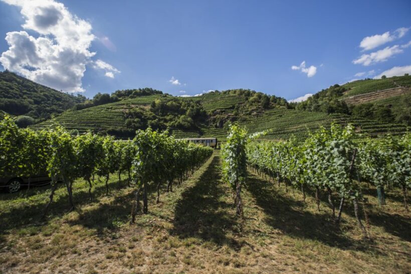Grape Grazing: Wachau Valley Winery Biking Tour - Insights from Reviews