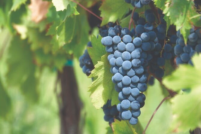 Grape Stomping Experience and Wine Tasting - Analyzing the Value