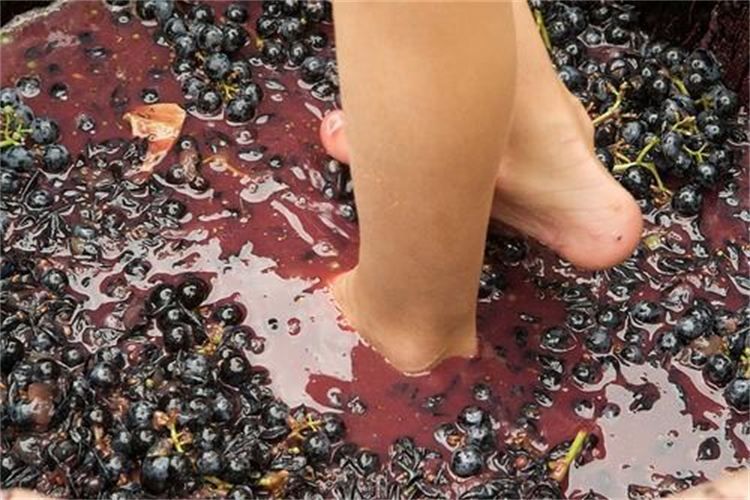 Grape Stomping in Provence - Practical Tips and Considerations