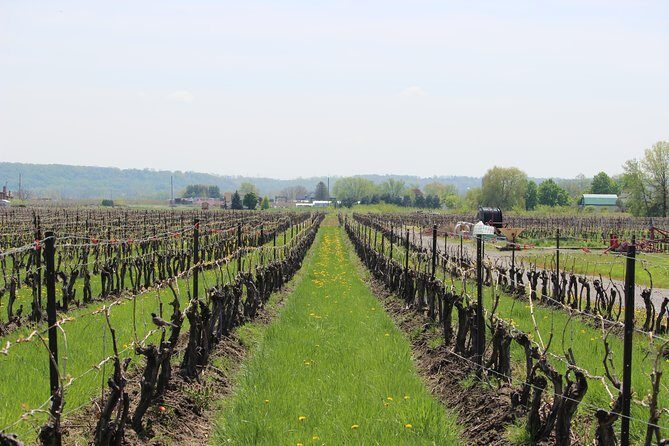 Grape to Glass Wine Experience - Final Thoughts