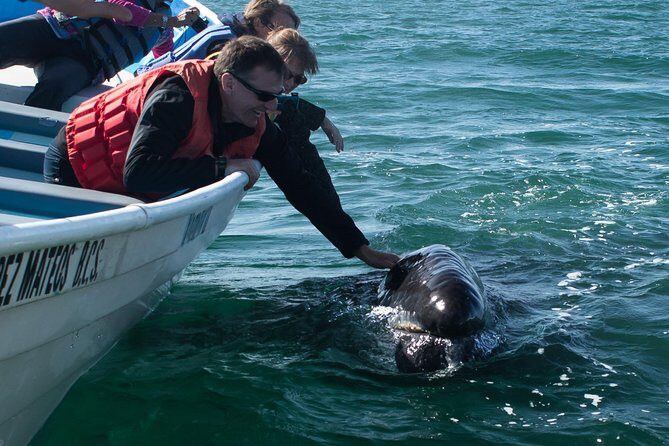 Gray Whale-Watching 2-Day Experience in Magdalena Bay - Authentic Encounters and Expert Guidance
