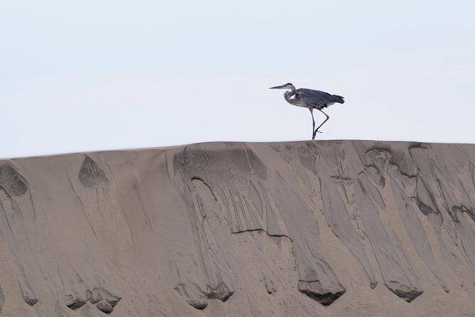 Gray Whale-Watching 2-Day Experience in Magdalena Bay - FAQ Section
