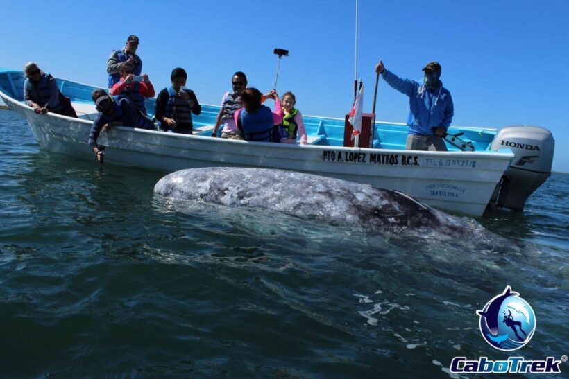 Gray Whale-Watching 2-Day Experience in Magdalena Bay - An In-Depth Look at the Tour