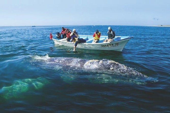 Gray Whale Watching Tour at Lopez Mateos - The Experience: What to Expect from the Tour