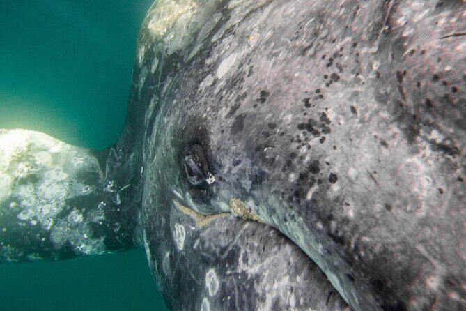 Gray Whale Watching Tour with Marine Biologist and Small Group - An In-Depth Look at the Experience